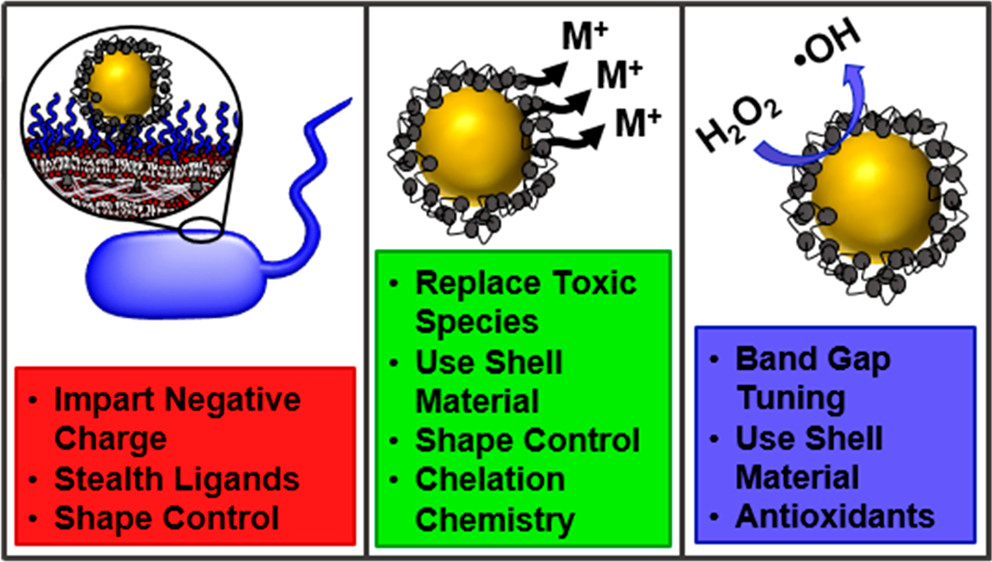 CSN Publication: Understanding Nanoparticle Toxicity Mechanisms To ...